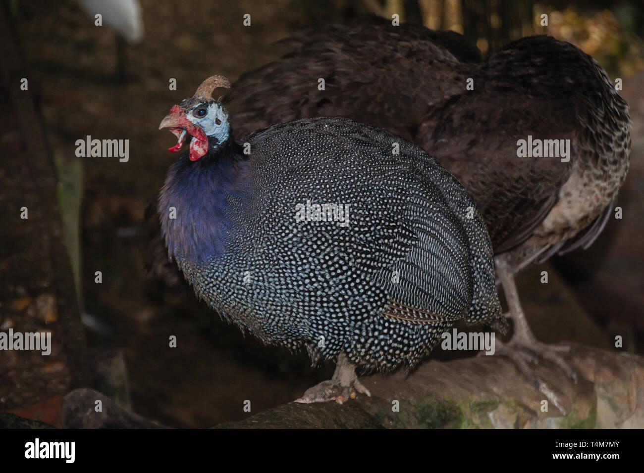 Phasanidae hi-res stock photography and images - Alamy