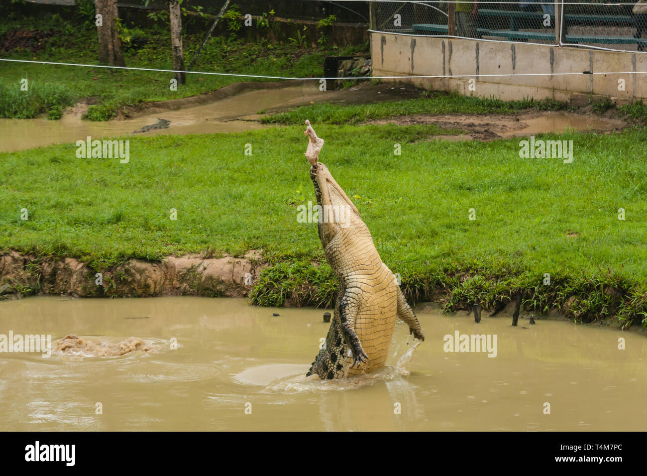 Flying crocodile hi-res stock photography and images - Alamy