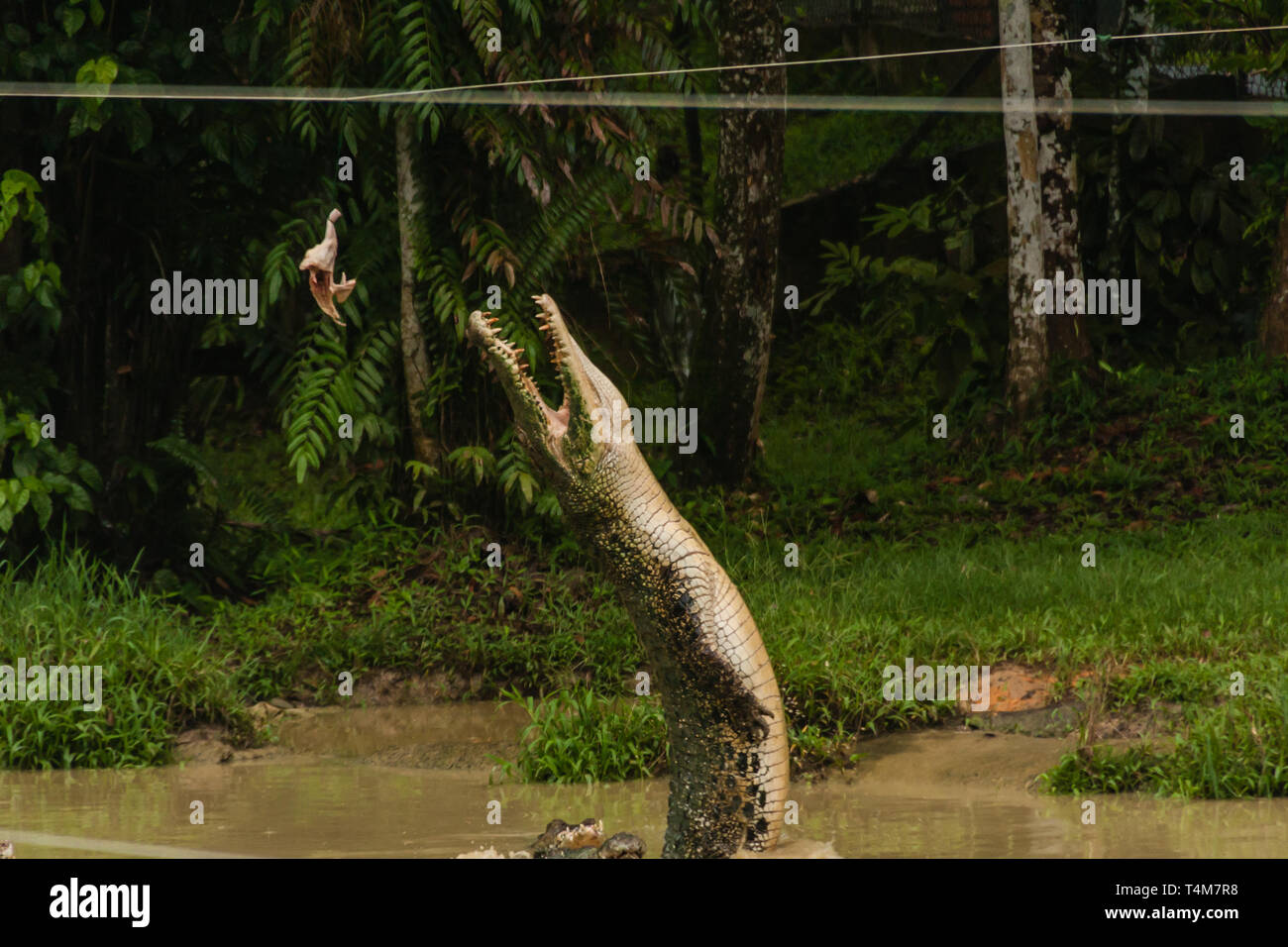 The 'flying crocodile' show Stock Photo - Alamy