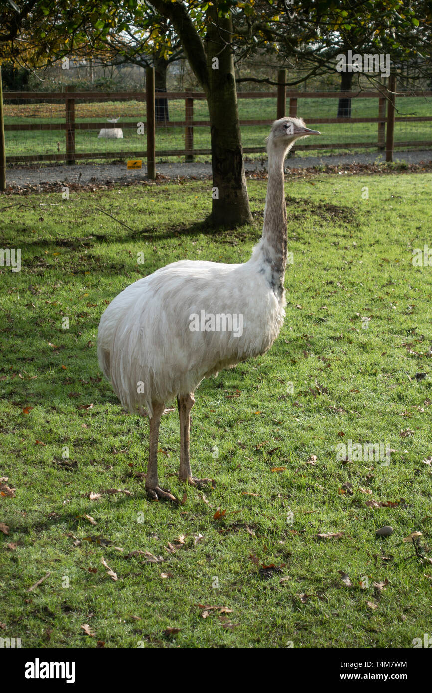 Rhea Farm High Resolution Stock Photography and Images - Alamy