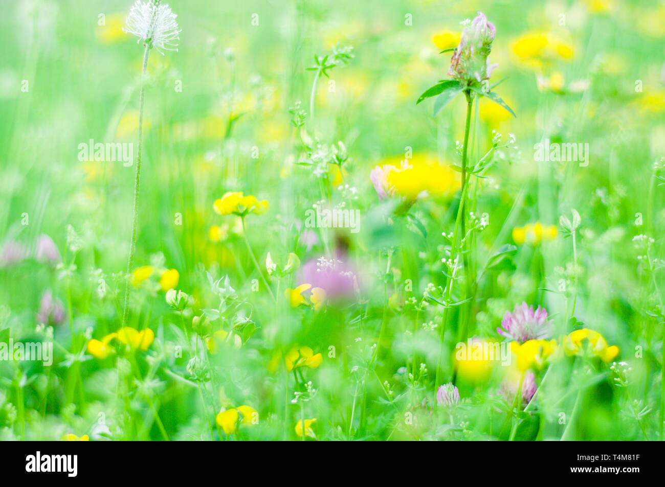 Summer scenic flowers hi-res stock photography and images - Alamy