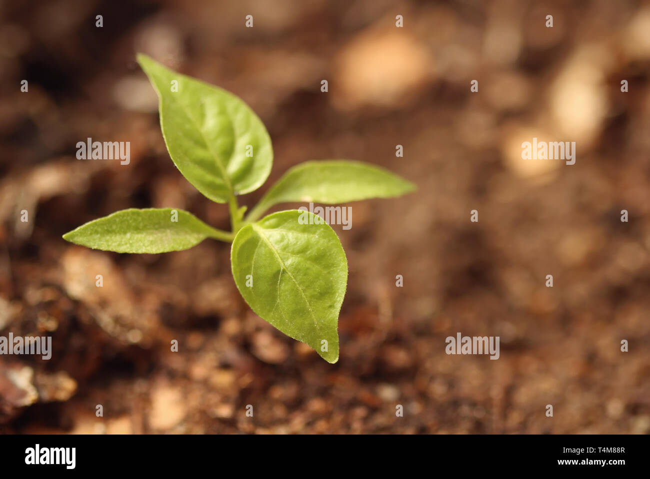 Chili pepper seedling Stock Photo - Alamy
