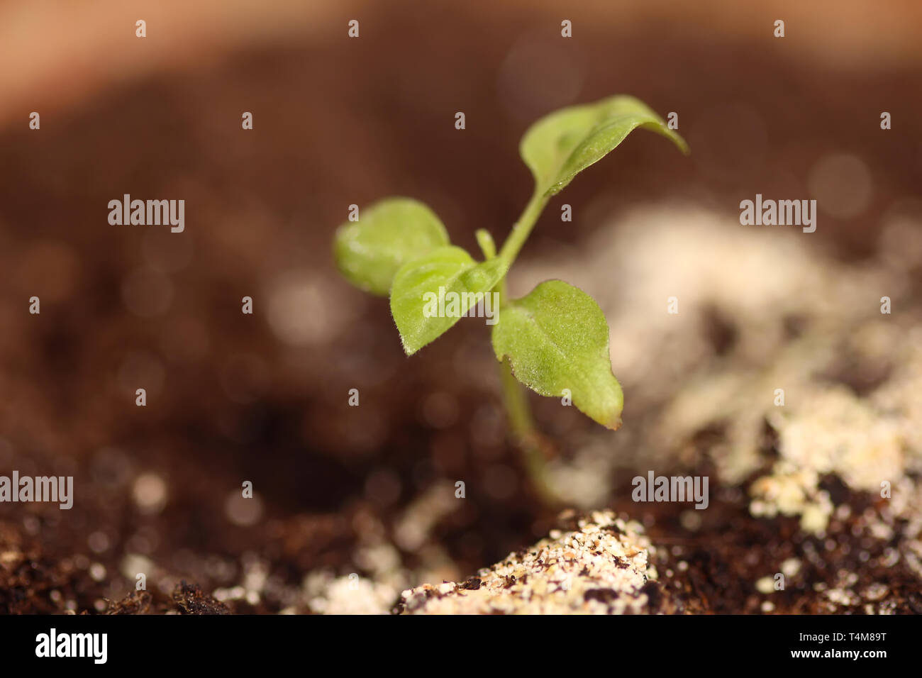 Chili pepper seedling Stock Photo - Alamy