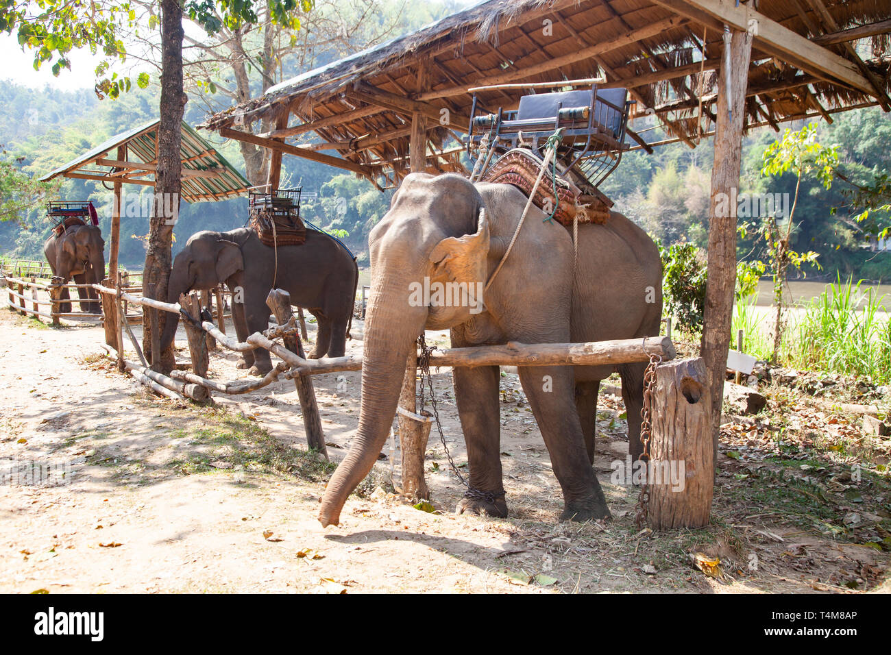 elephants being held captive in an elephant camp Chiang Mai Stock Photo ...