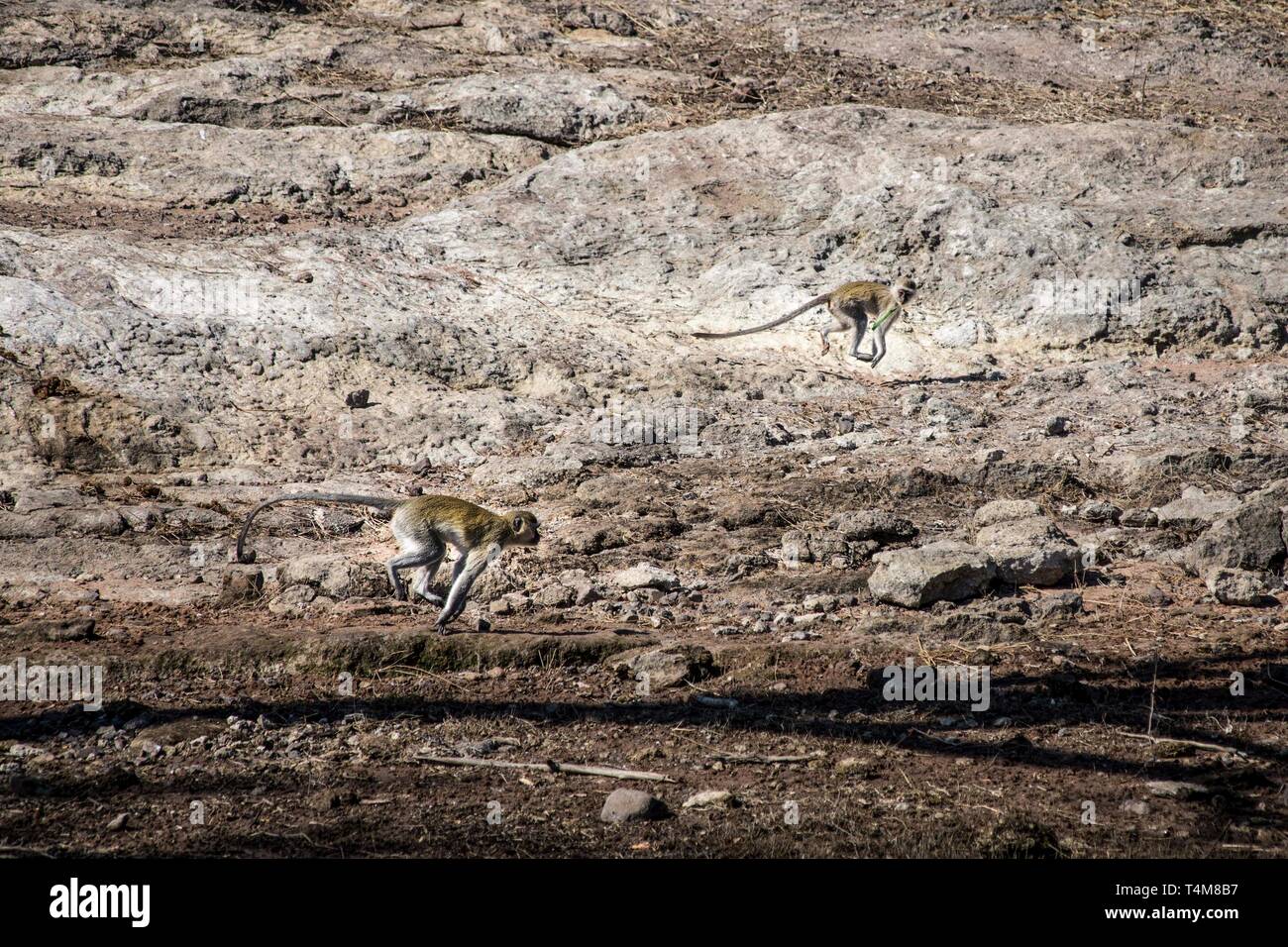 Vervet monkeys chasing eachother (running), Lake Kariba, Zambia Stock ...