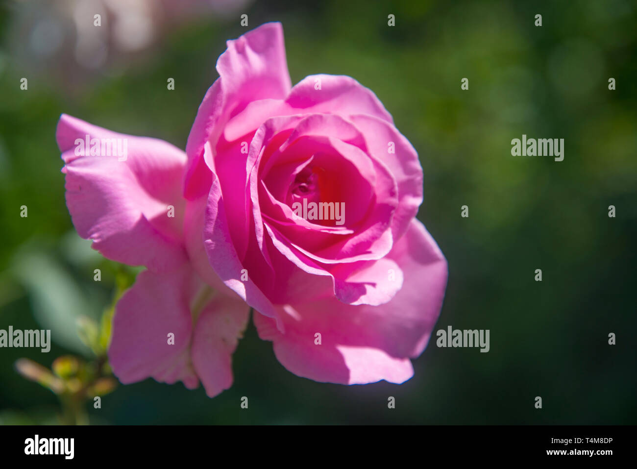 Rose fucsia rosa hi-res stock photography and images - Alamy