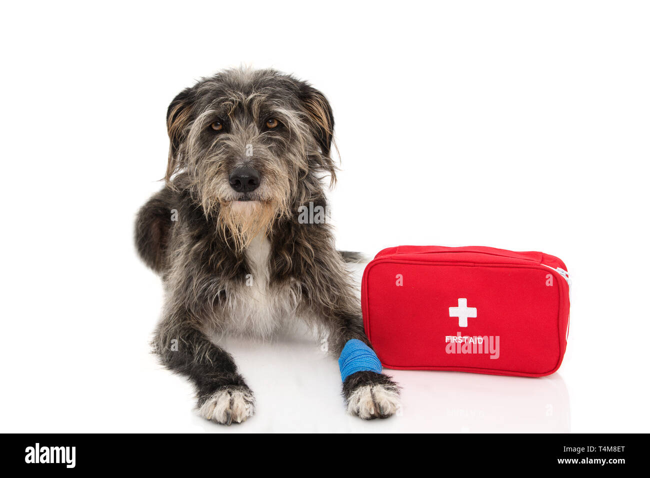 Animal first aid kit hi-res stock photography and images - Alamy