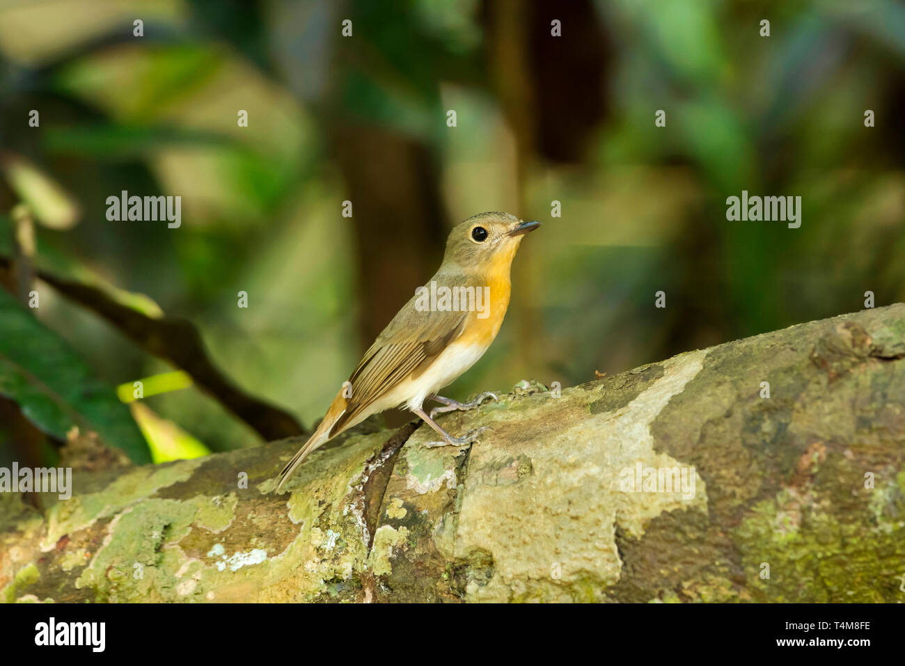 Blue-fronted blue flycatcher, Cyornis hoevelli, Female, Western ghats ...
