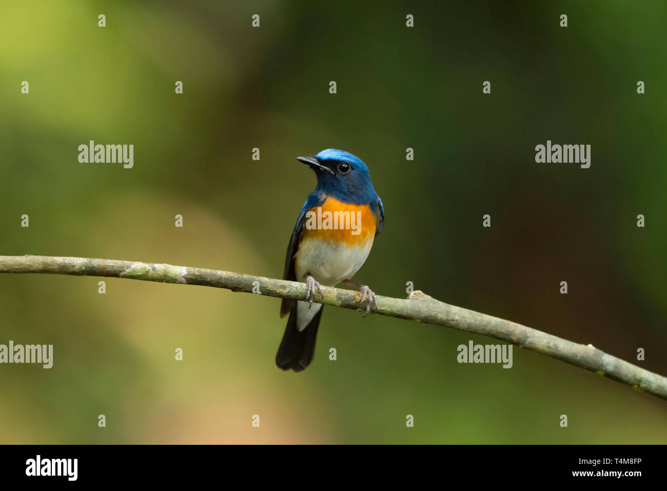 Blue-fronted blue flycatcher, Cyornis hoevelli, male, Western ghats ...