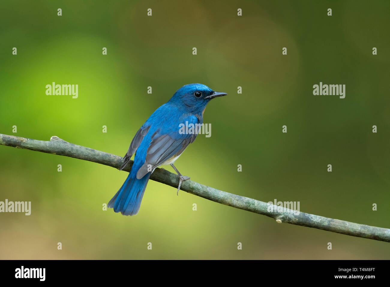 Blue-fronted blue flycatcher, Cyornis hoevelli, Male, Western ghats ...