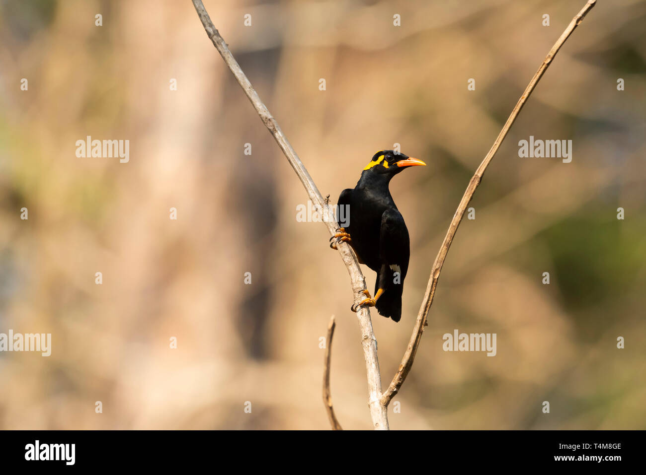 Hill myna, Gracula religiosa, Western ghats, India Stock Photo - Alamy