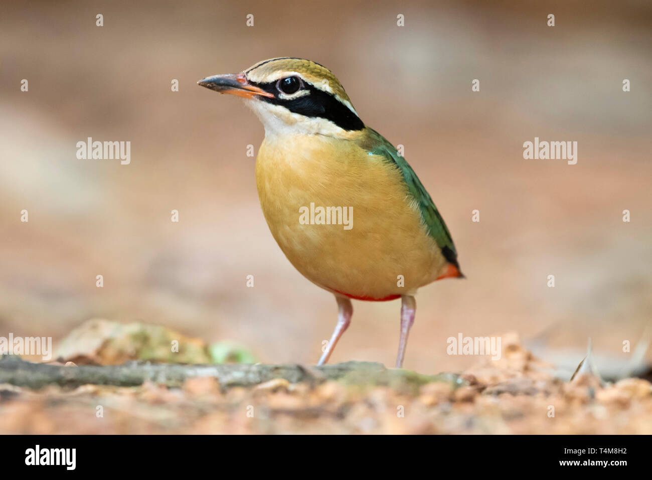 Indian pitta, Pitta brachyura, Western ghats, India Stock Photo - Alamy