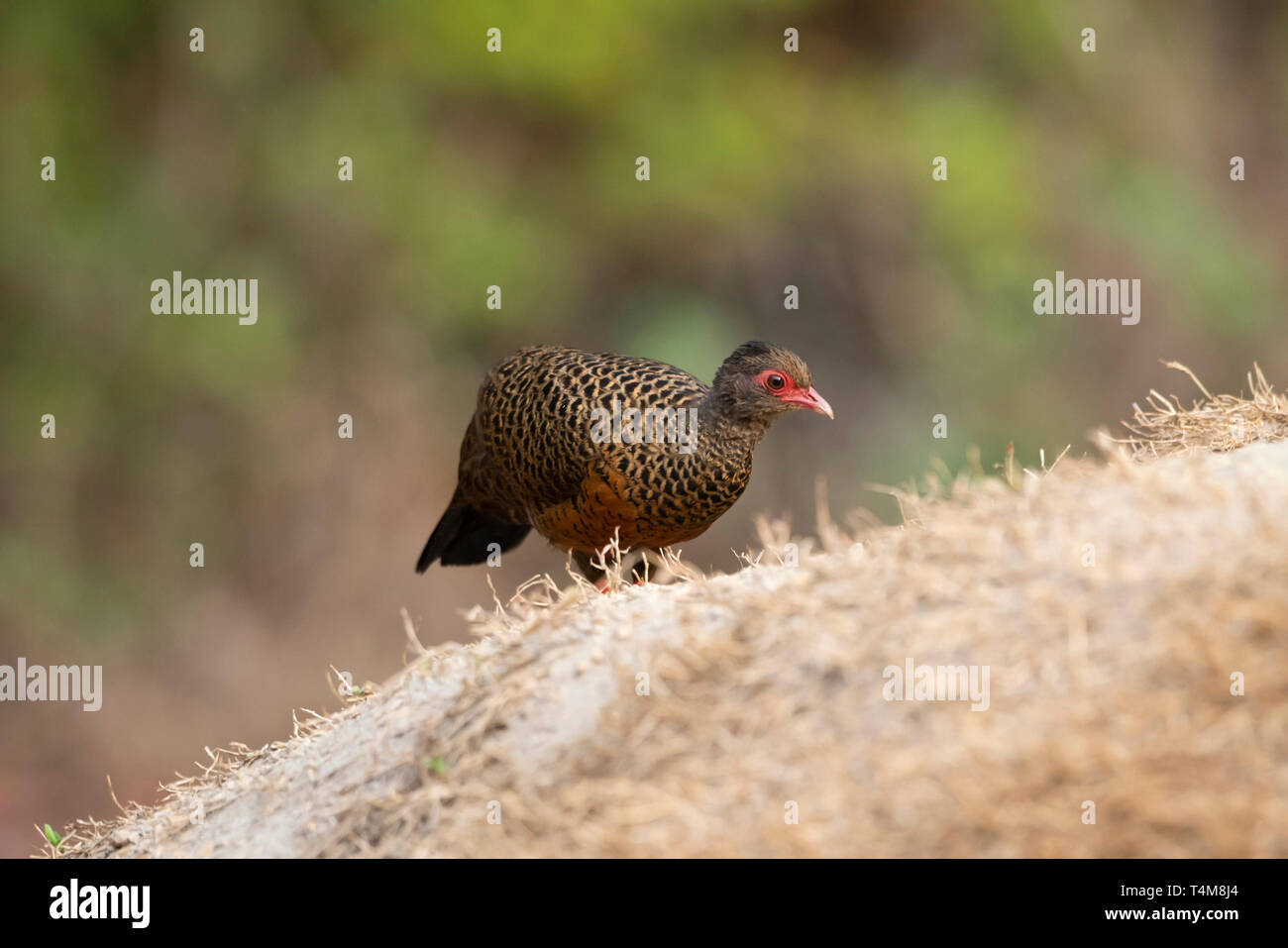 Red spurfowl, Galloperdix spadicea, female, Western ghats, India Stock ...