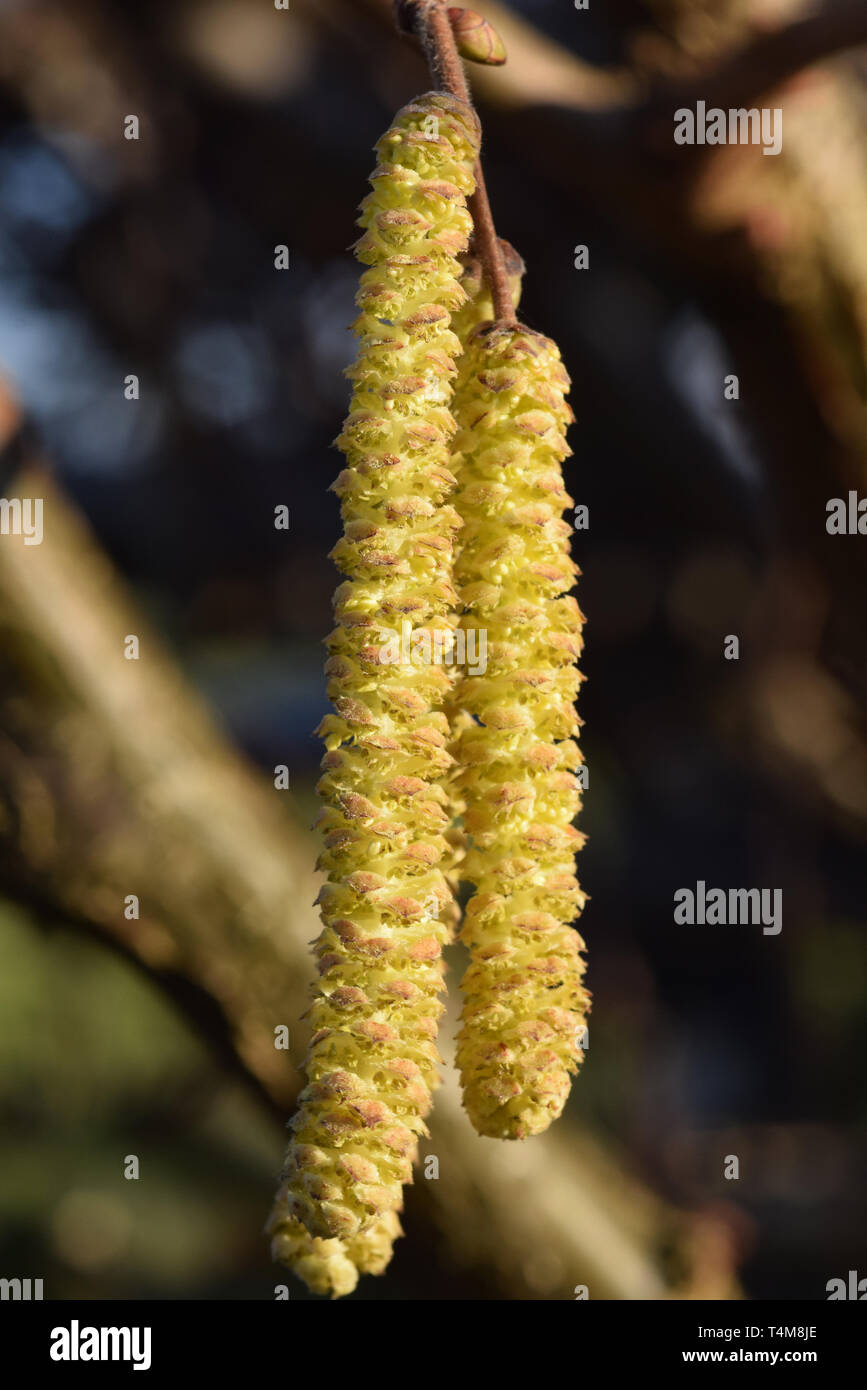 Uk tree catkin pollen hi-res stock photography and images - Alamy
