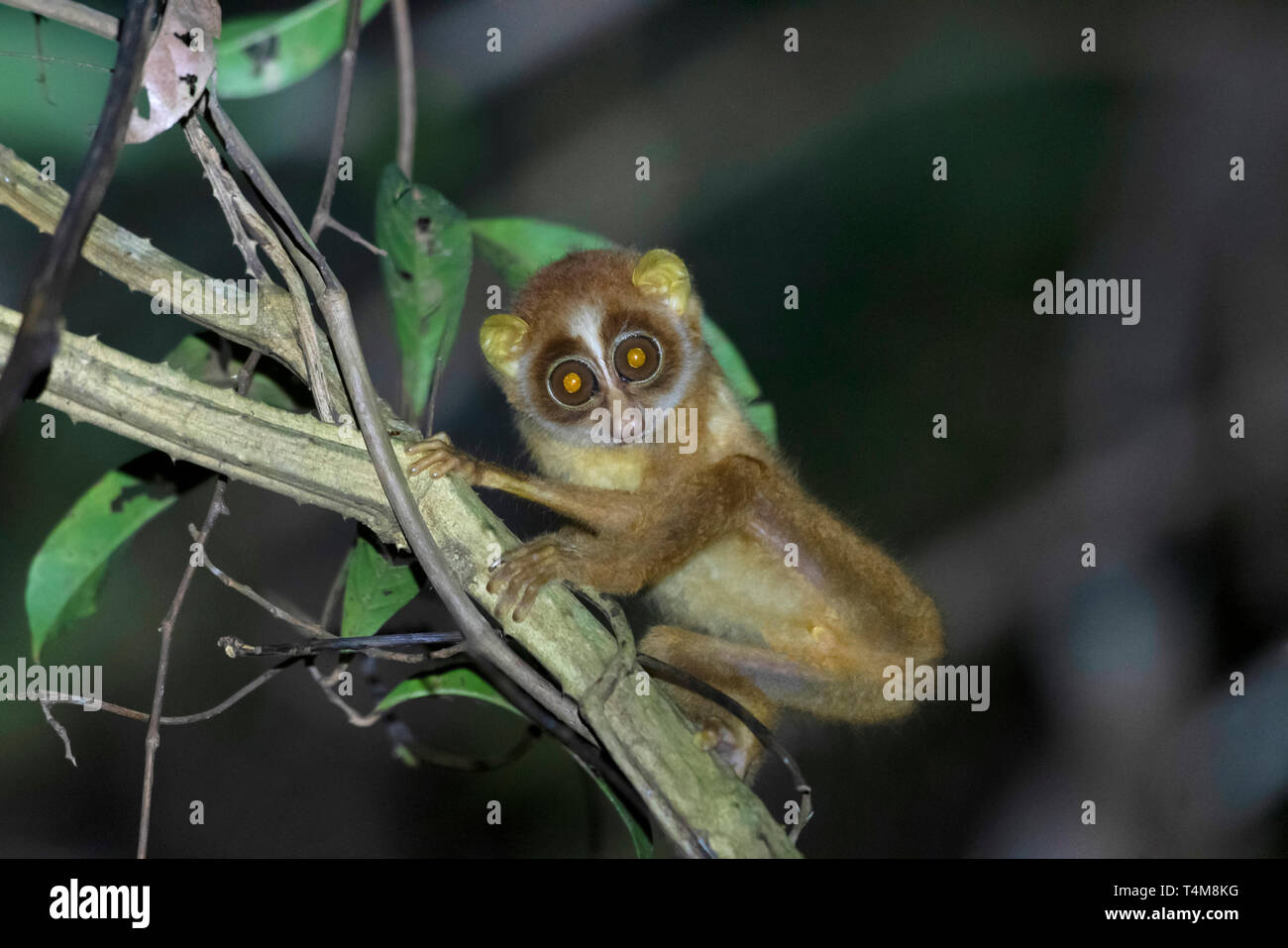 Slender loris, genus of loris, native to India and Sri Lanka, Western ...