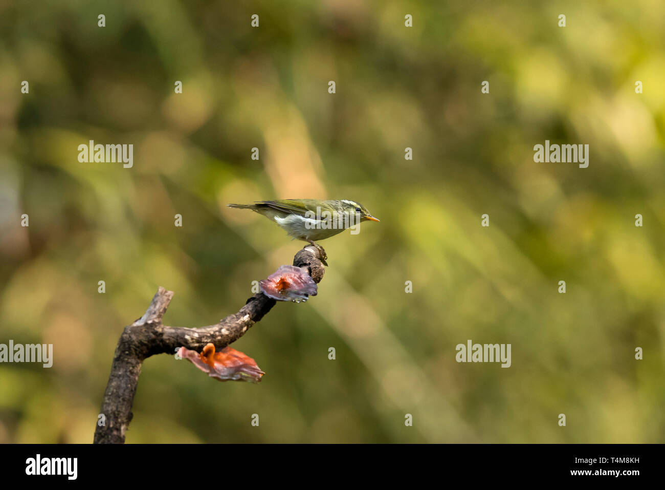 Western Crowned Warbler