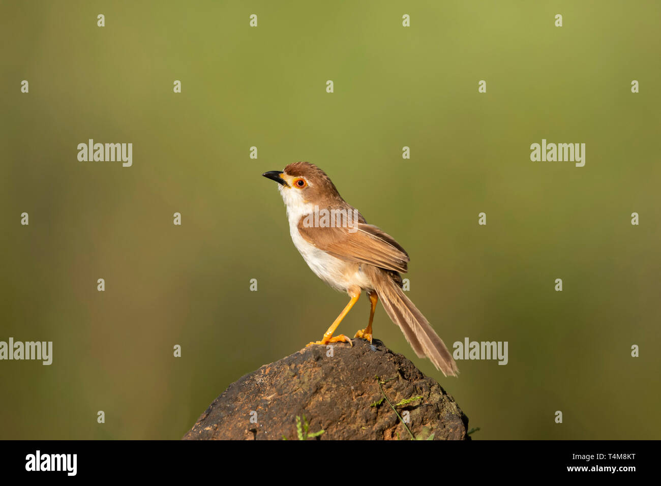 Yellow eyed babbler, Chrysomma sinense, Western Ghats, India Stock ...