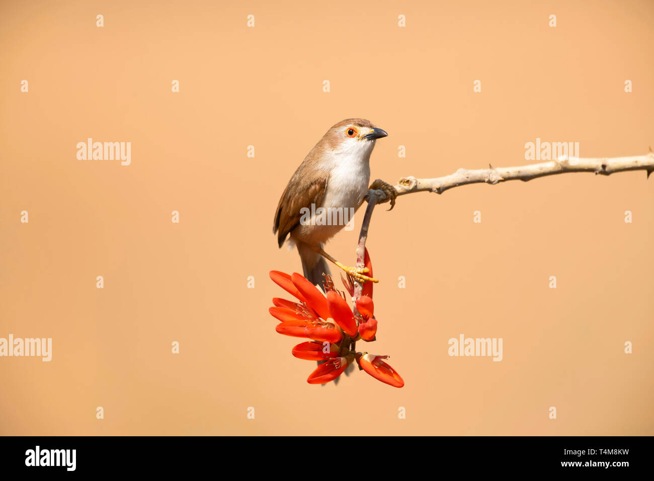 Yellow eyed babbler, Chrysomma sinense, Western Ghats, India Stock ...