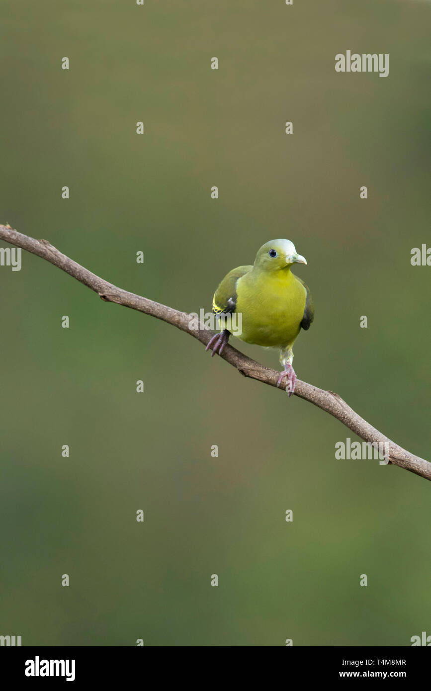 Grey fronted green pigeon, Treron affinis, Nilgiri Mountains, Western ...