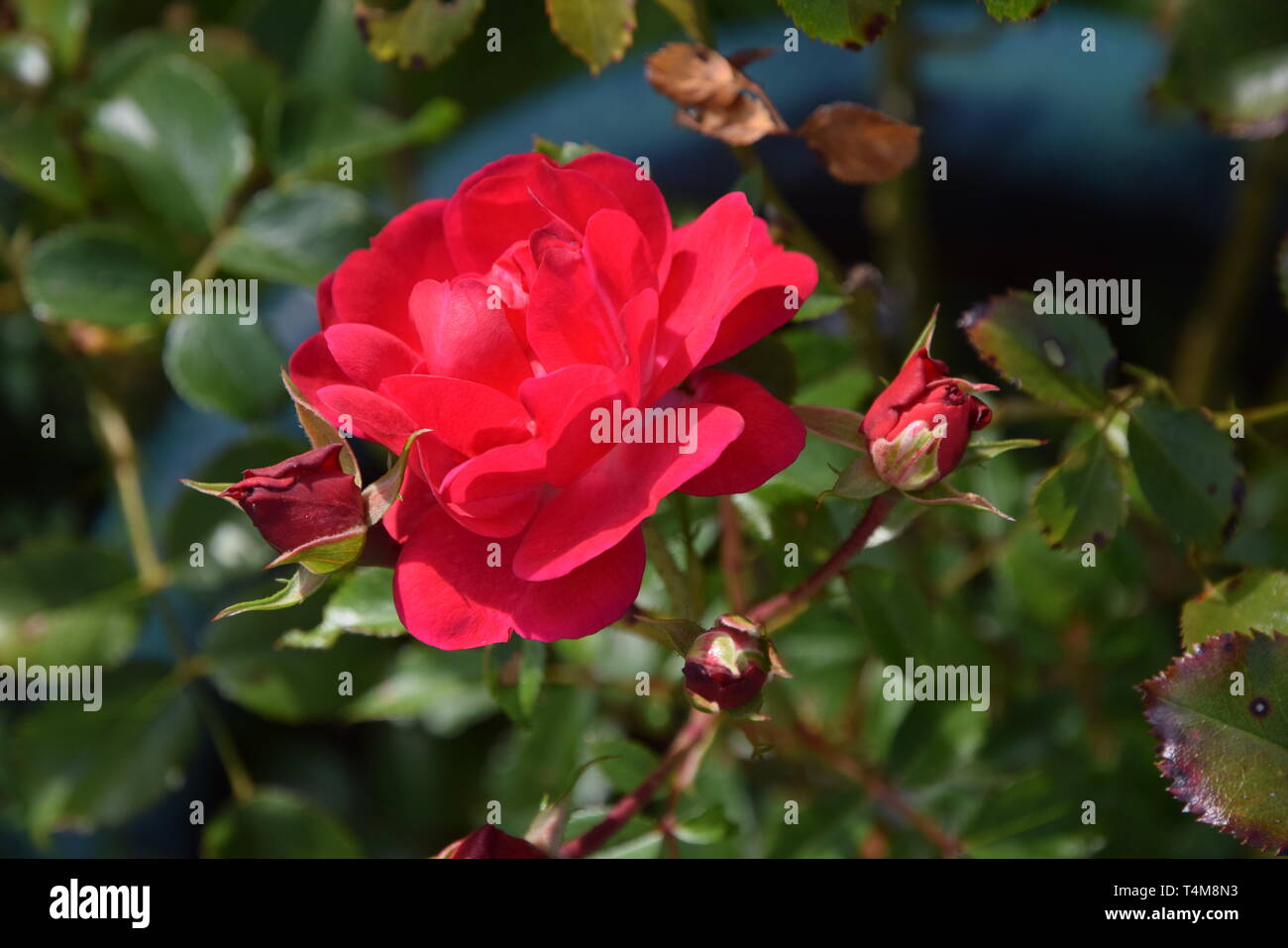Ruby rose red carpet hi-res stock photography and images - Alamy