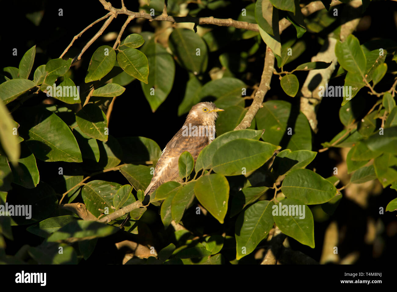 Common hawk-cuckoo, Hierococcyx varius, Nilgiri Mountains, Western ...