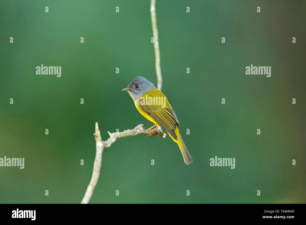 Grey-headed canary-flycatcher, Culicicapa ceylonensis, Nilgiri ...