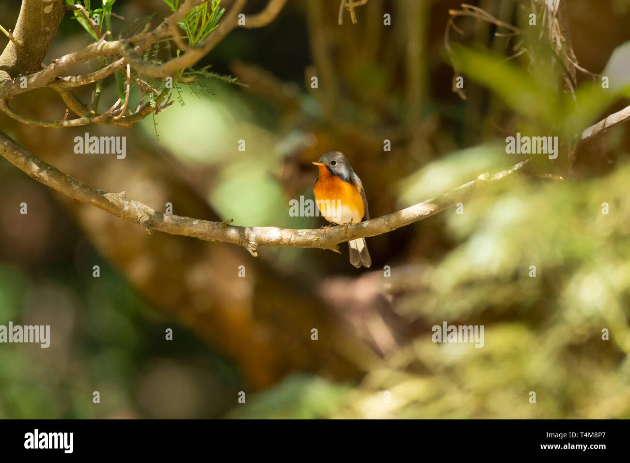 Ficedula subrubra hi-res stock photography and images - Alamy