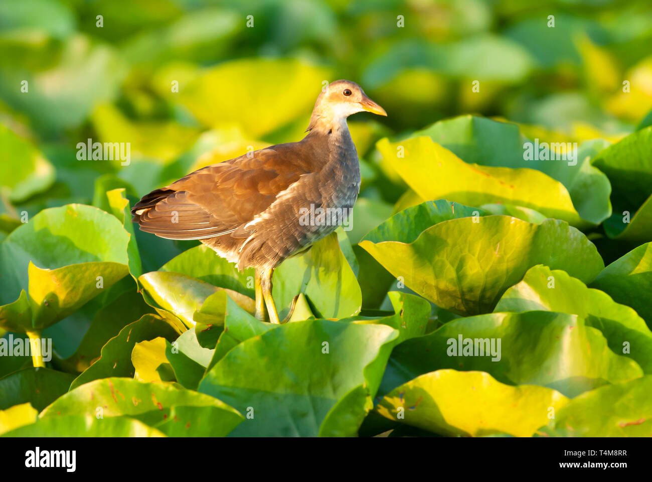 Common moorhen juv, Gallinula chloropus, Ladakh, Jammu and Kashmir ...