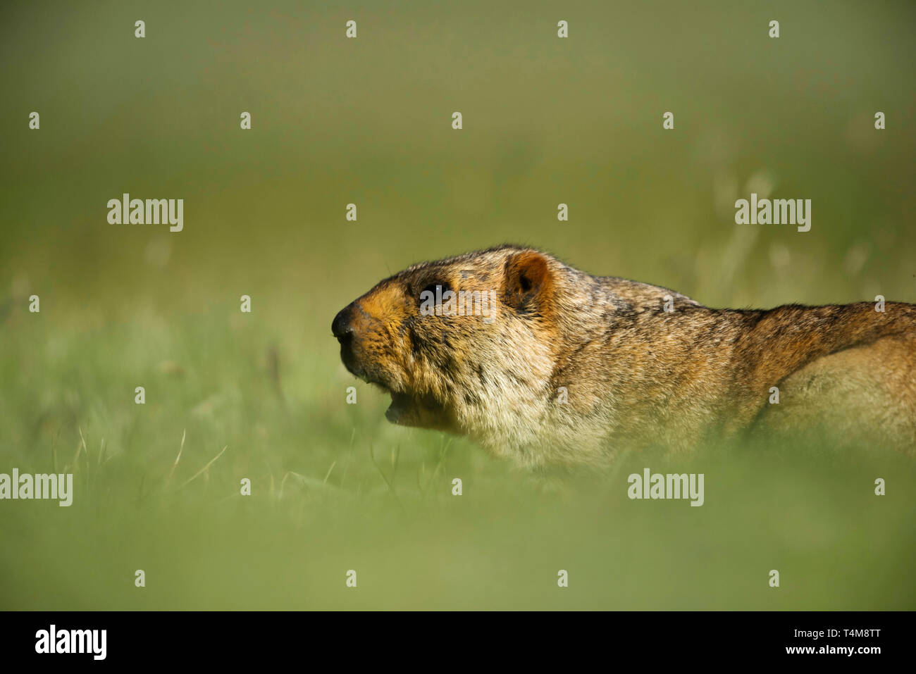 Himalayan marmot, Marmota himalayana, Ladakh, Jammu and Kashmir, India ...