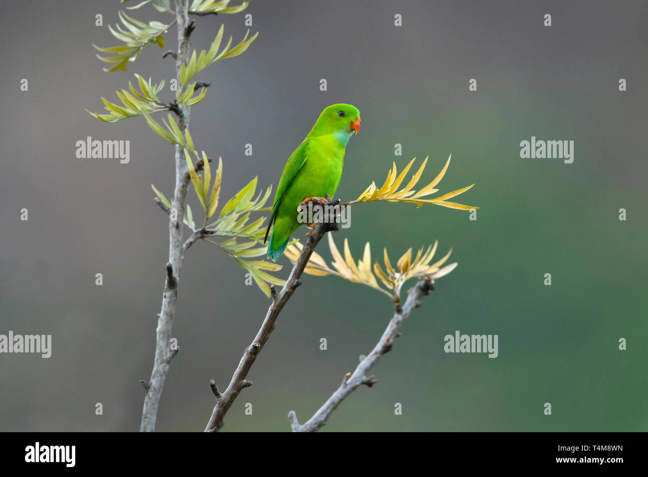 Vernal hanging parrot, Loriculus vernalis, Nilgiri Mountains, Western ...