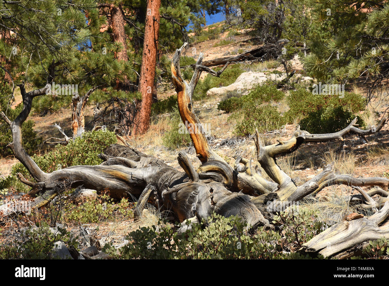 horse footprints on trail in bryce canyon landscape in the united ...