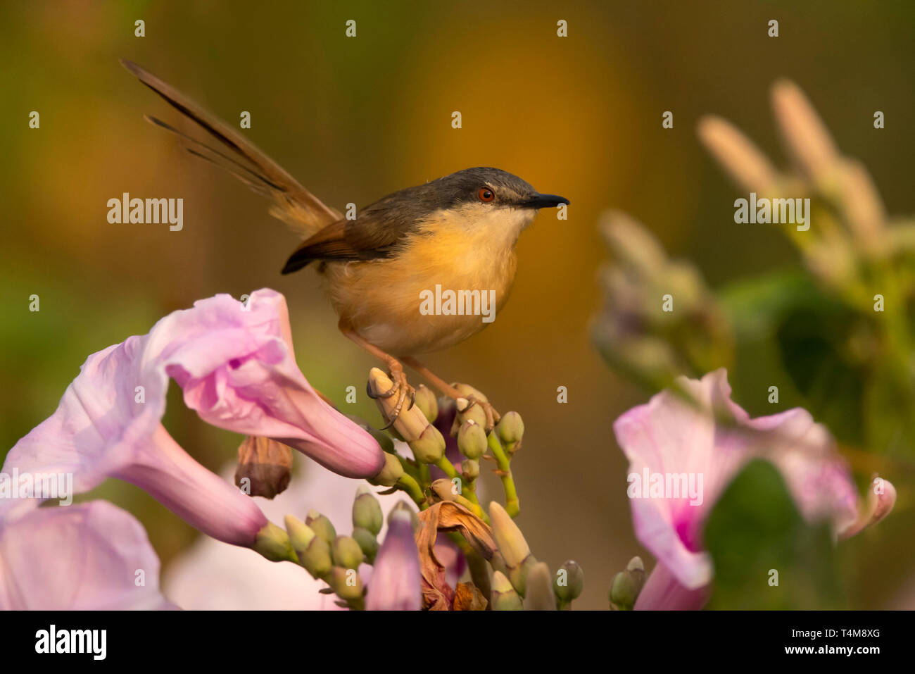 Ashy prinia, Prinia socialis, Pune, Maharashtra, India Stock Photo - Alamy