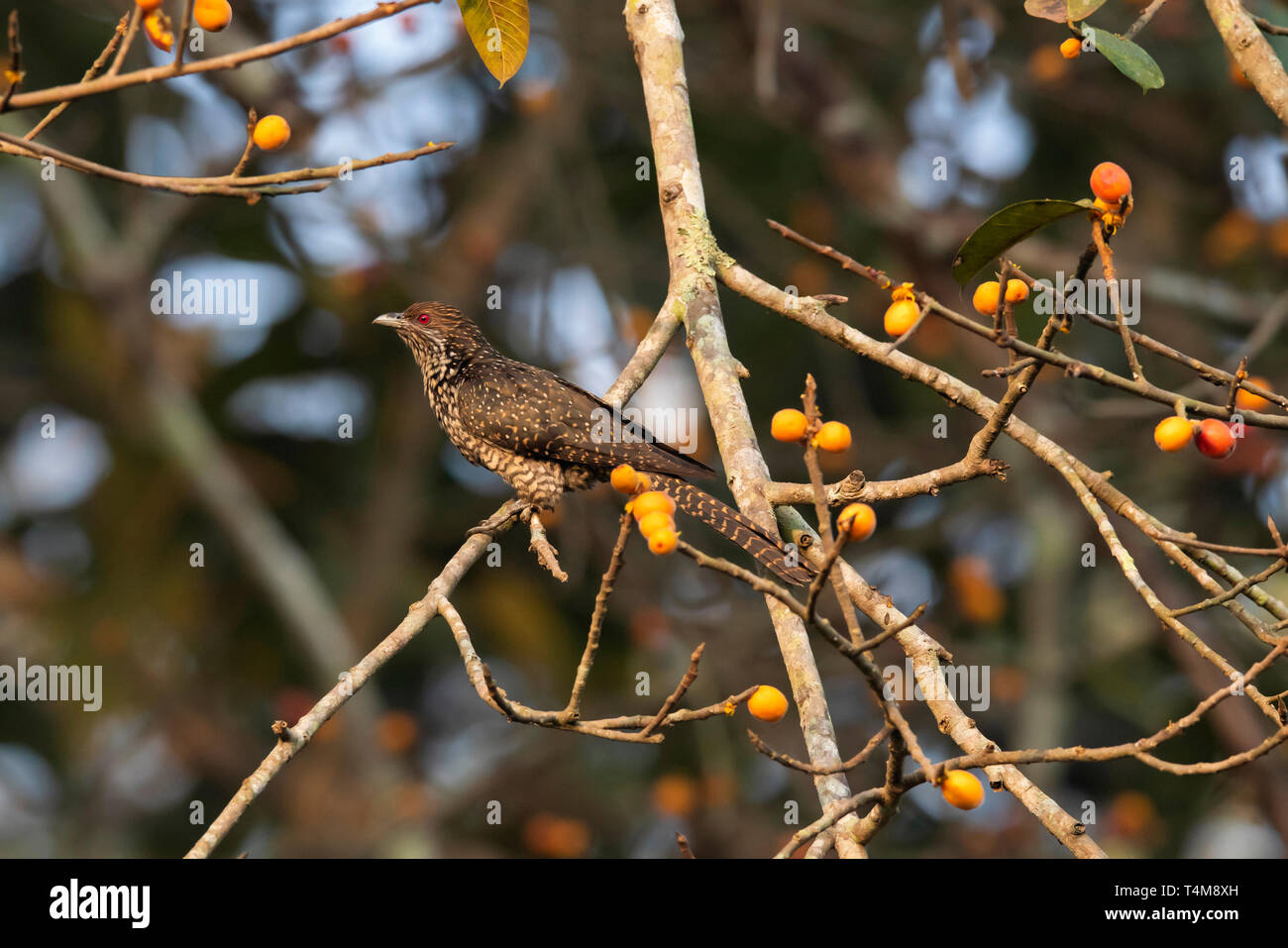Asian female koel eudynamys scolopaceus hi-res stock photography and ...