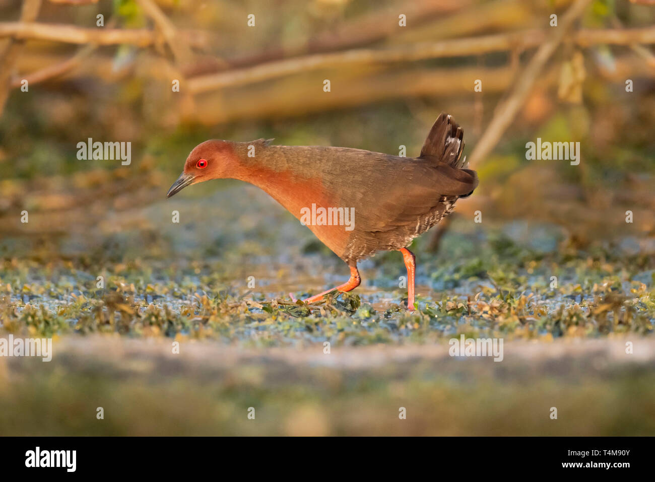 Ruddy-breasted crake, Porzana fusca, Pune, Maharashtra, India Stock ...