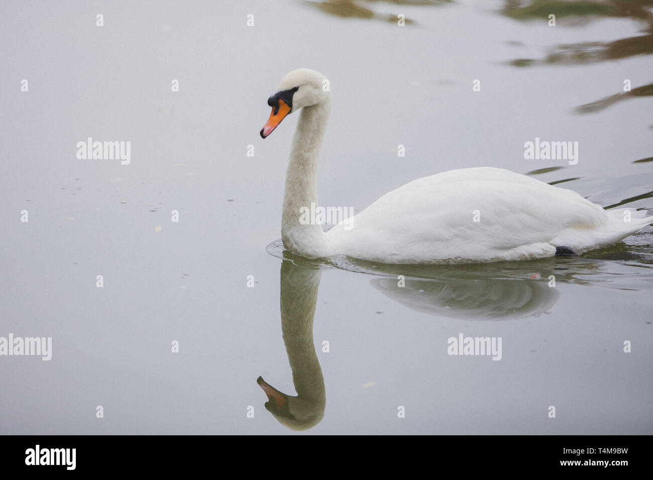 Wire swan hi-res stock photography and images - Alamy