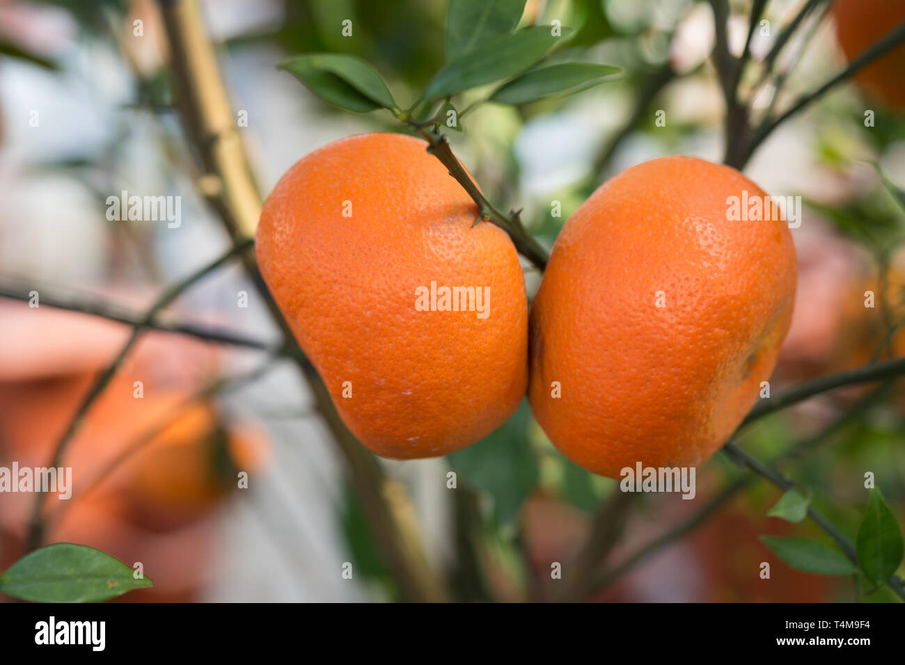 Nadorcott High Resolution Stock Photography and Images - Alamy