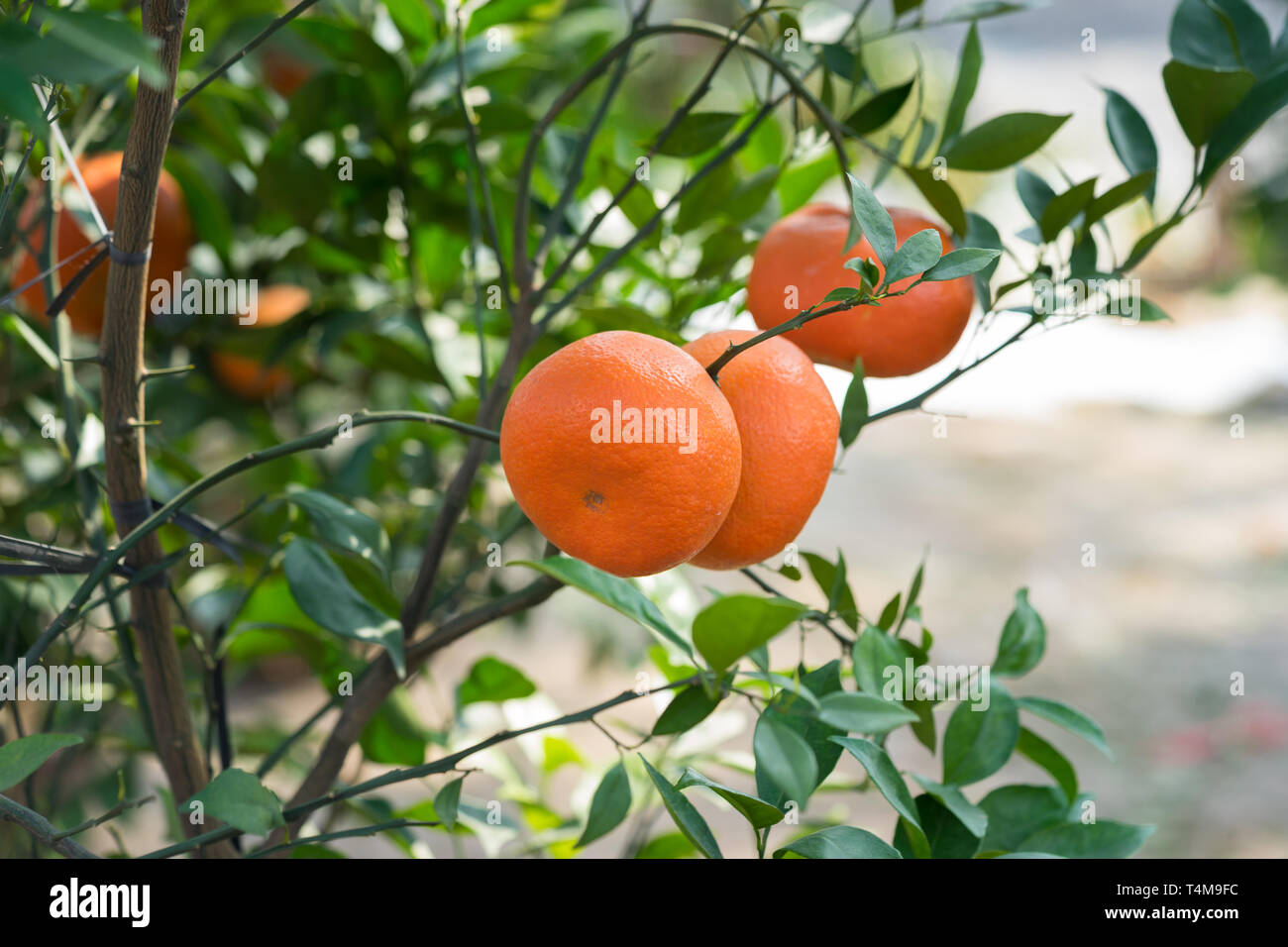 Nadorcott High Resolution Stock Photography and Images - Alamy