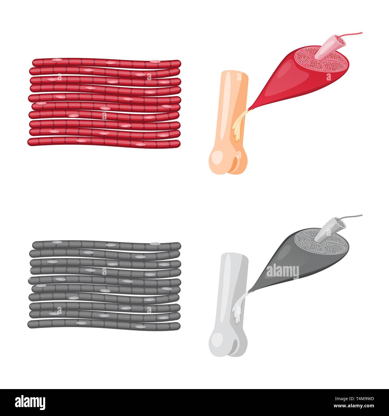 Isolated object of fiber and muscular symbol. Collection of fiber and ...