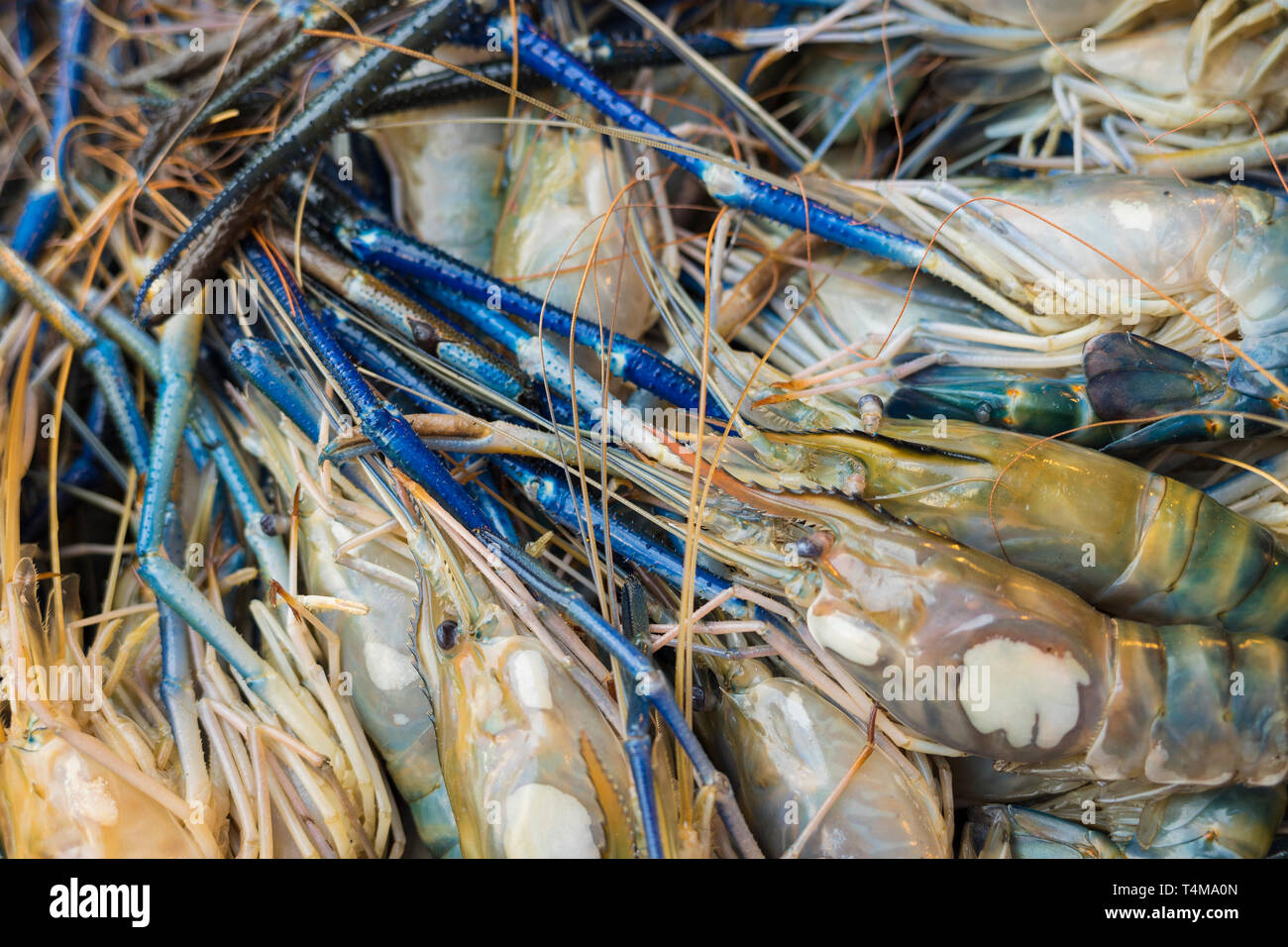 Giant Freshwater Prawn Stock Photos & Giant Freshwater Prawn Stock ...