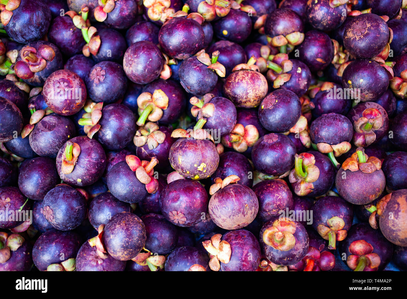 Native mangosteen hi-res stock photography and images - Alamy