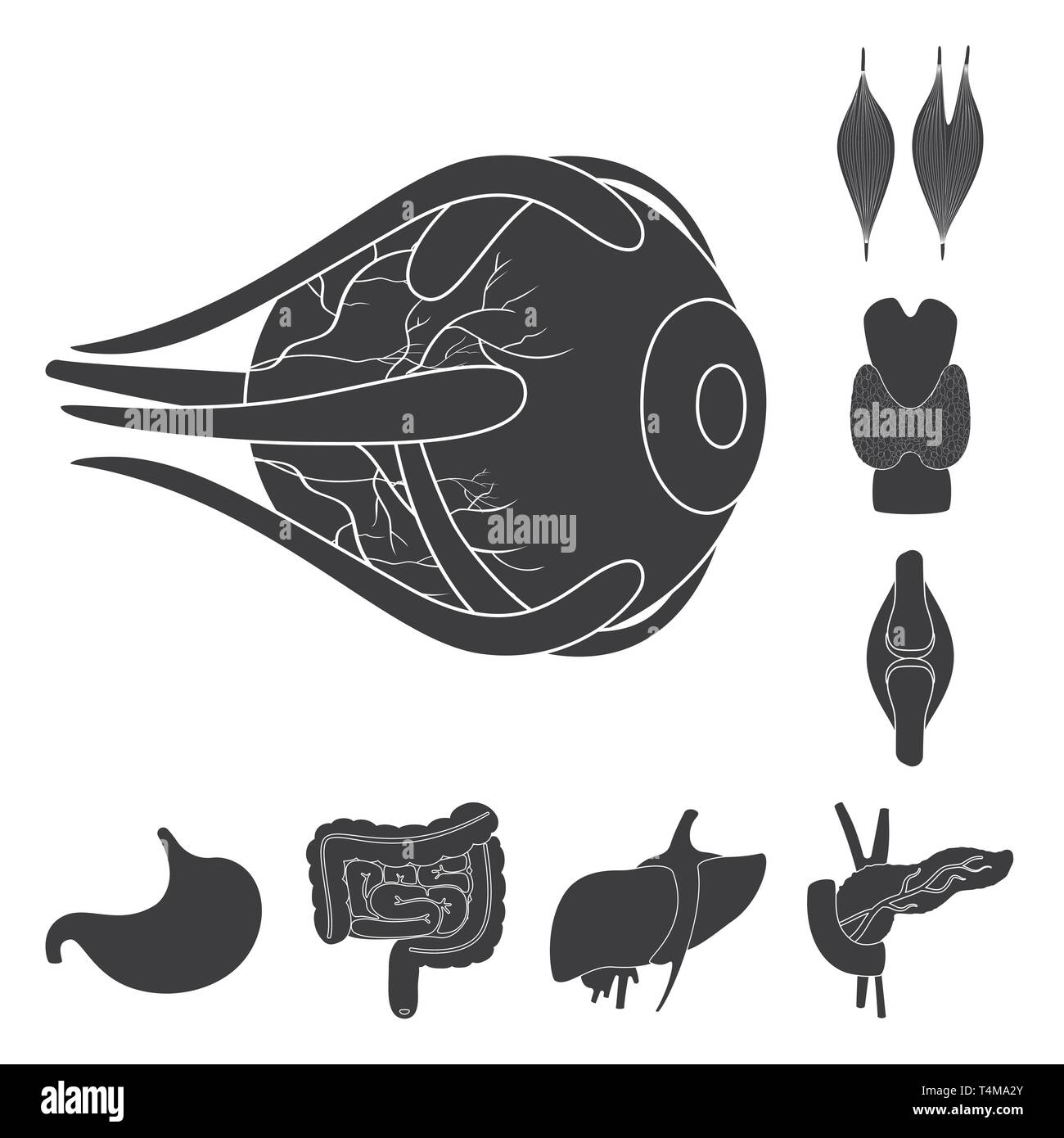 eyeball,muscle,dorsal,bone,stomach,liver,pancreas,eye,organs,spinal ...