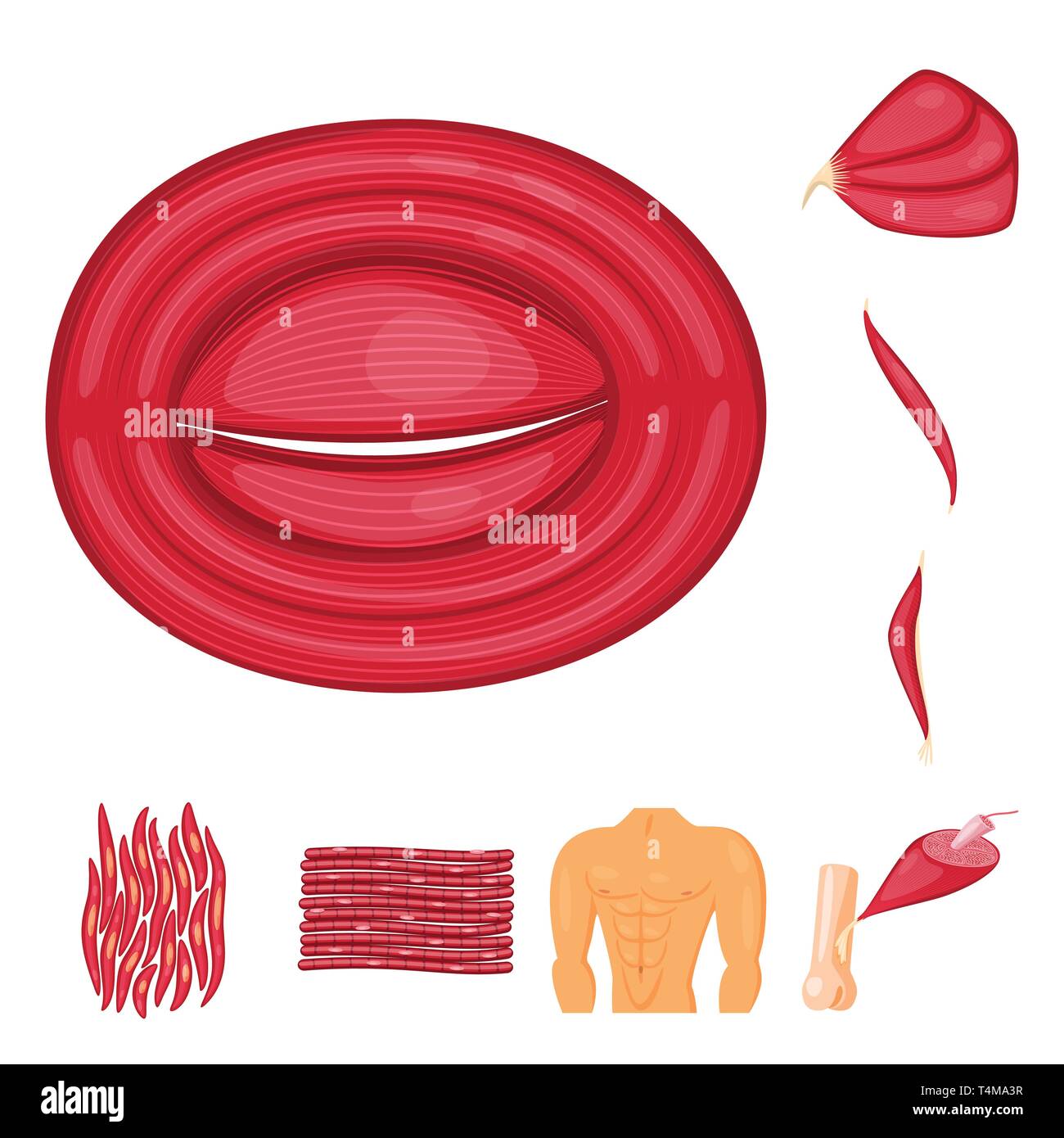 Vector design of muscle and cells sign. Collection of muscle and anatomy stock vector ...