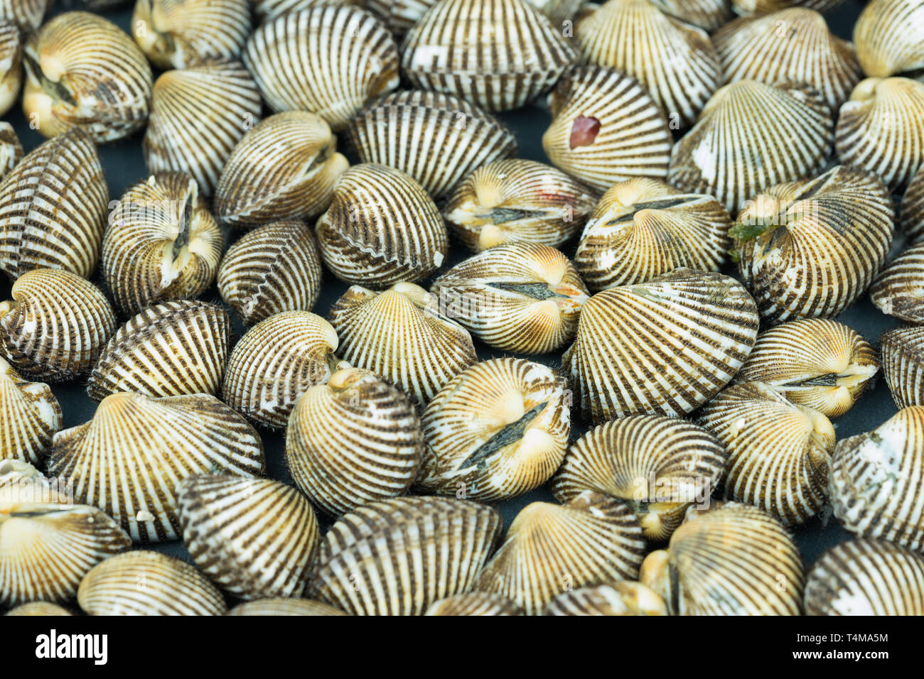 Blood Clam High Resolution Stock Photography and Images - Alamy