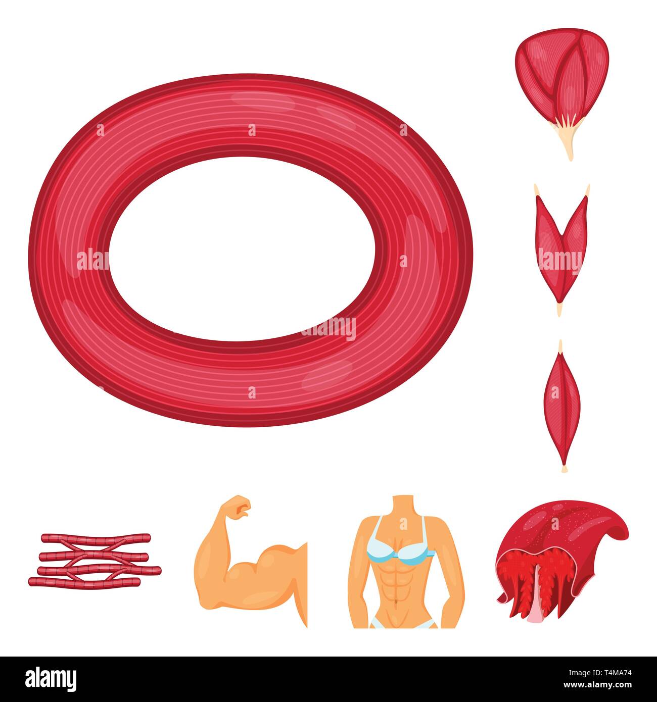 Vector design of muscle and cells logo. Set of muscle and anatomy ...