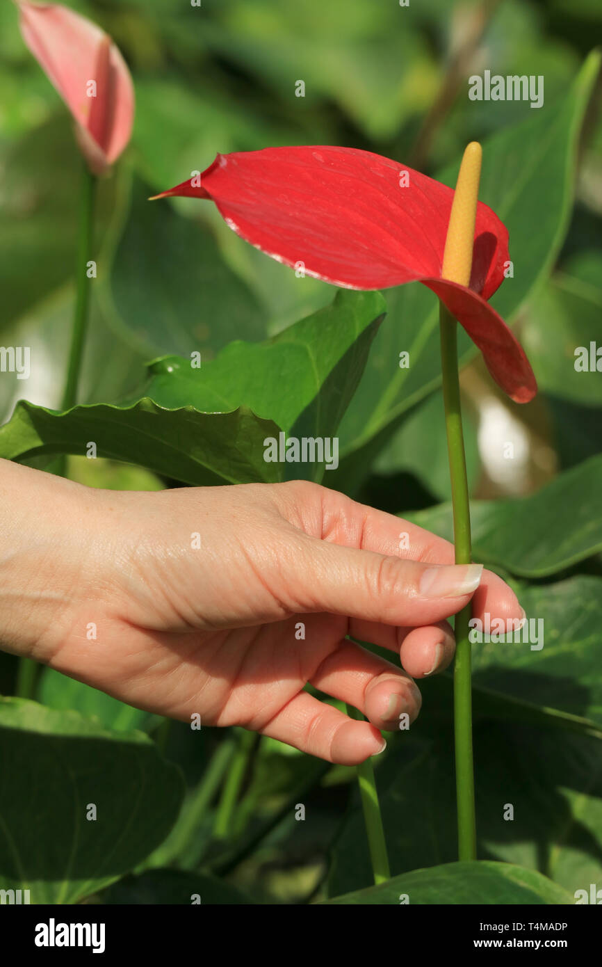 Anthurium flamingo flower anthurium scherzerianum hi-res stock ...