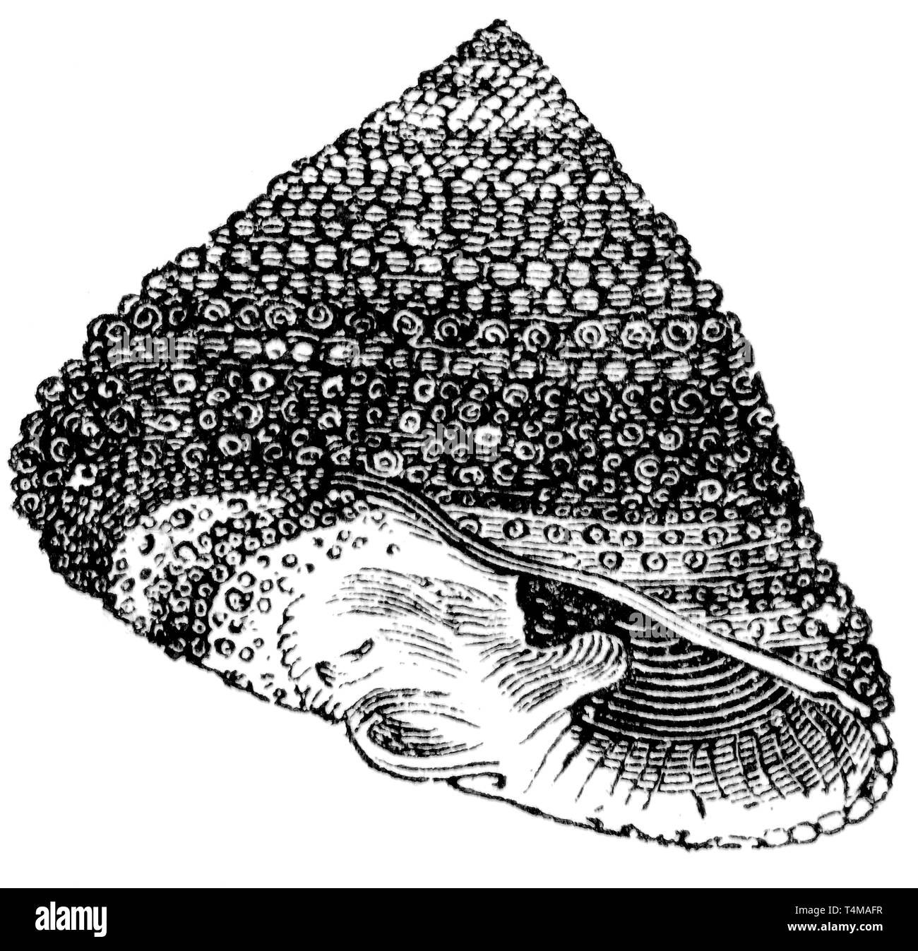 Trochus pharaonius hi-res stock photography and images - Alamy