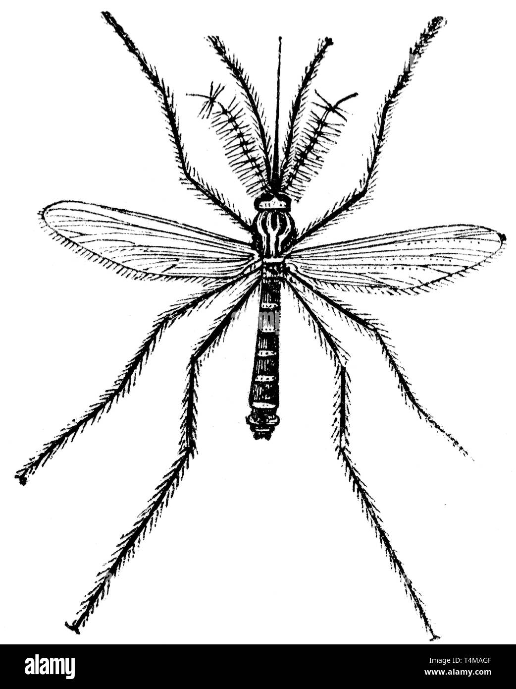 Culex Mosquito Drawing