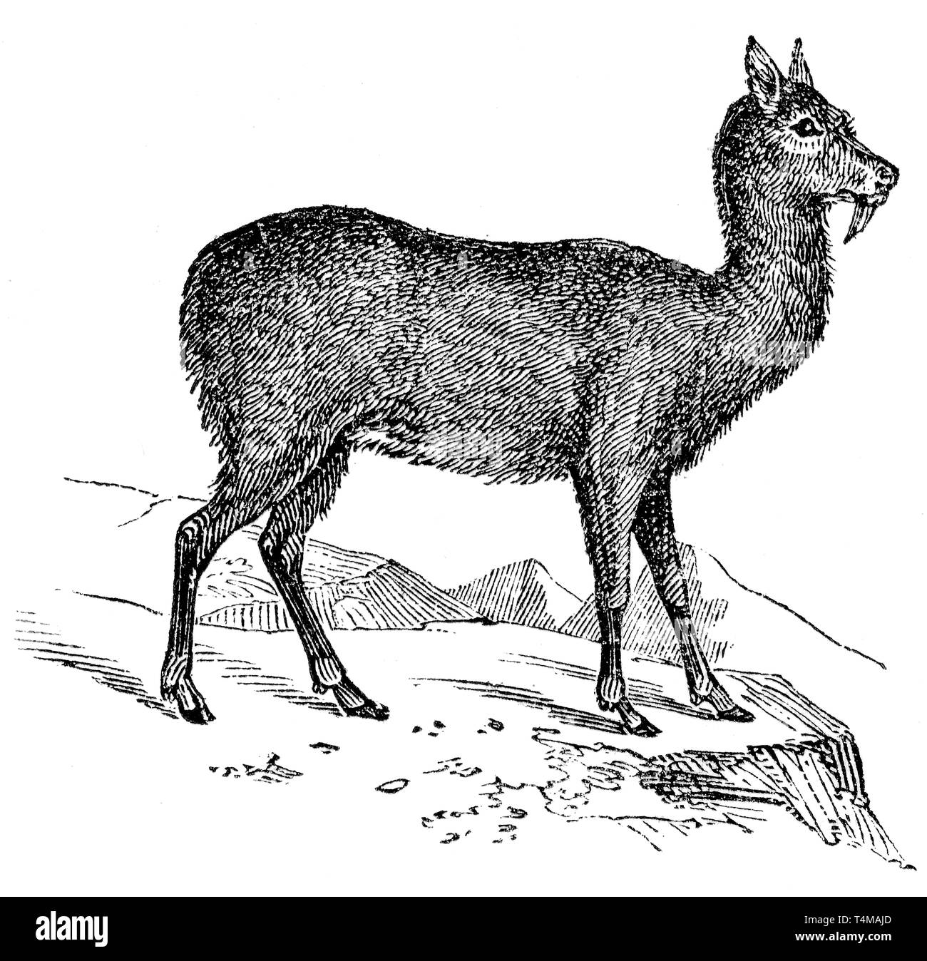 M moschiferus hi-res stock photography and images - Alamy