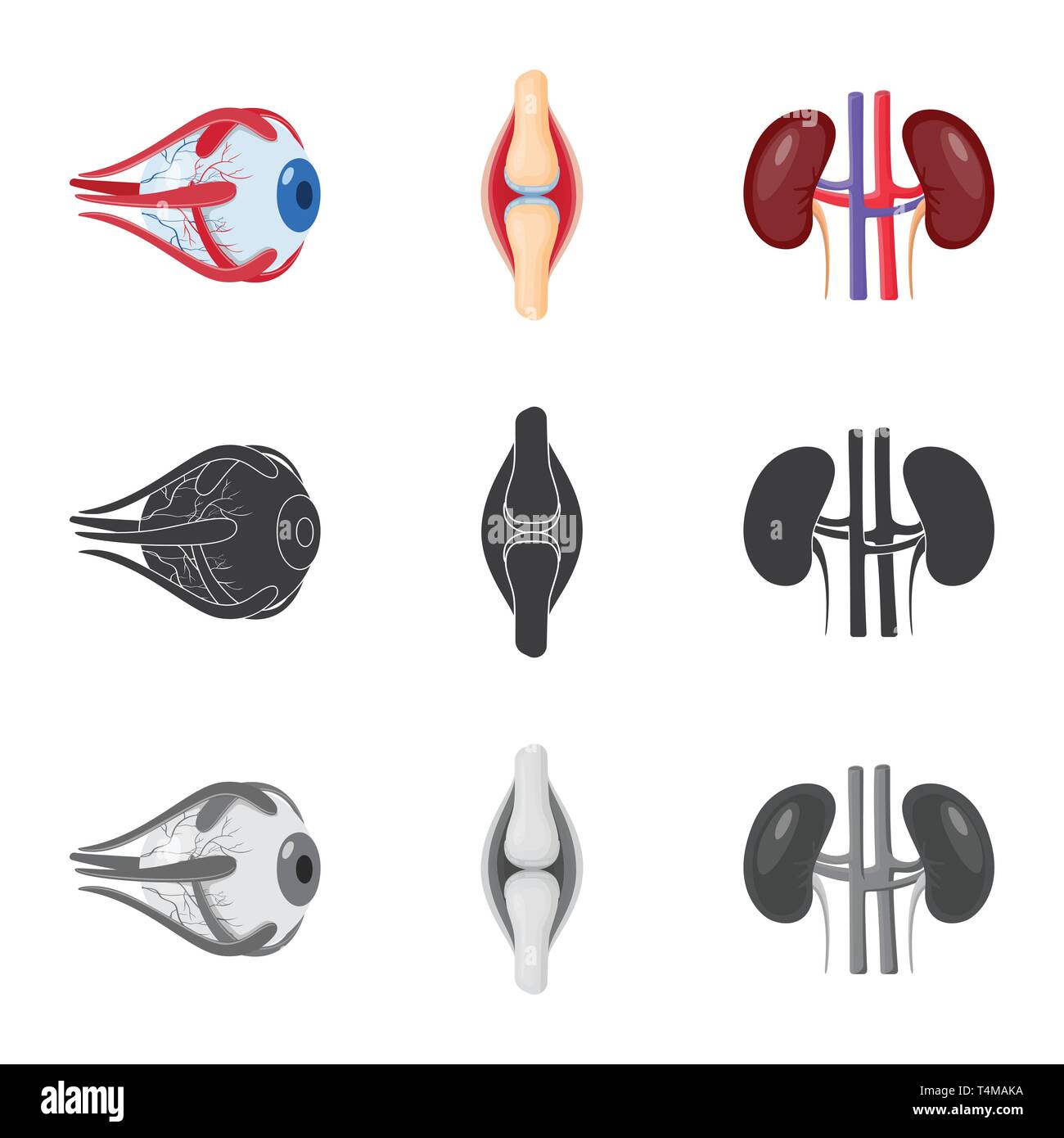 eyeball,bone,kidney,eye,tendon,urinary,cornea,ligament,beans,layers ...