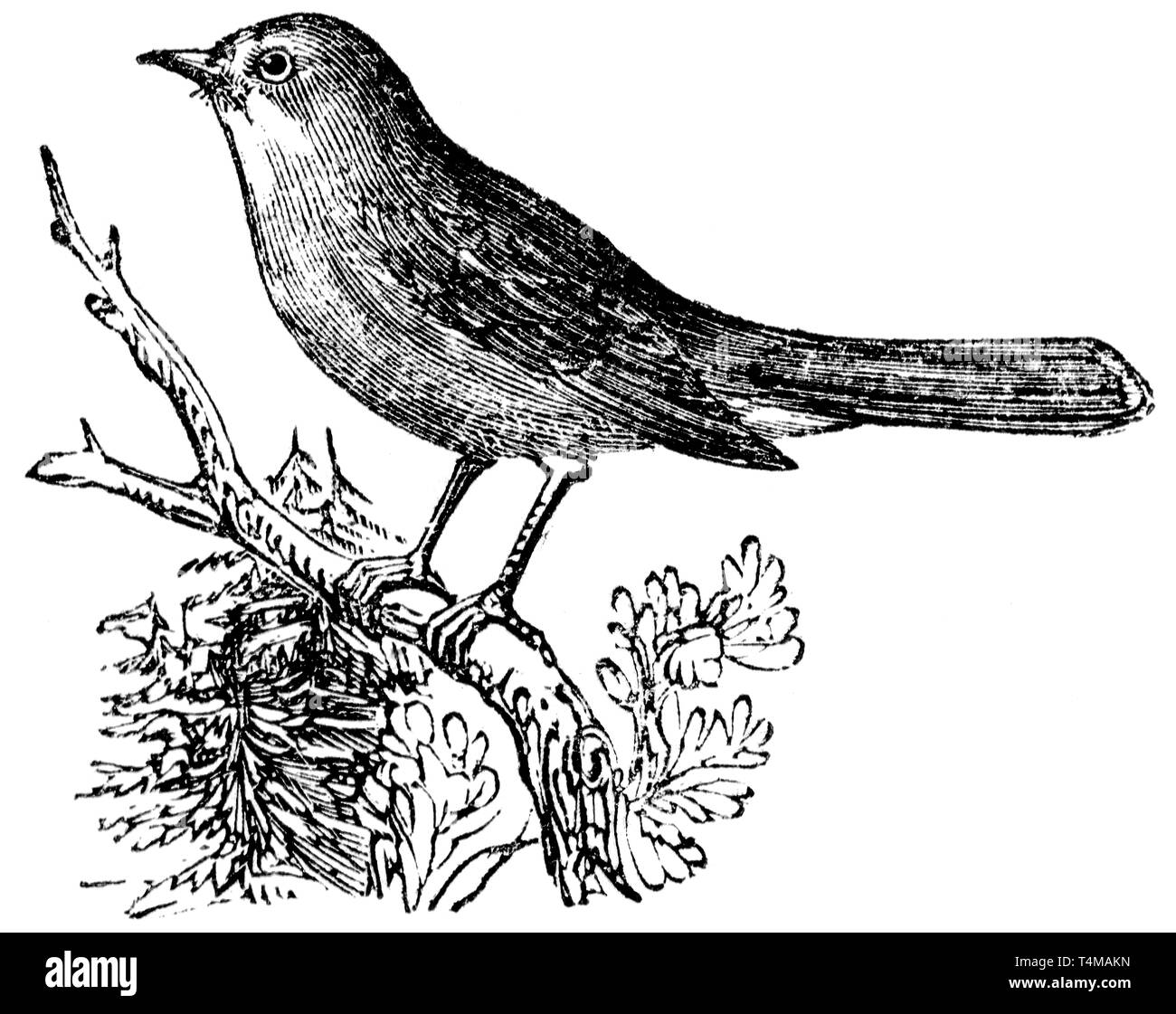 Wood cut engraved illustration, taken from 'The Treasury of Natural ...